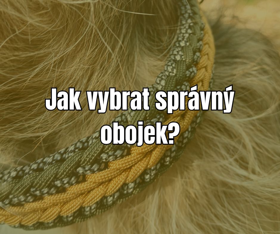 Jak správně vybrat obojek pro psa